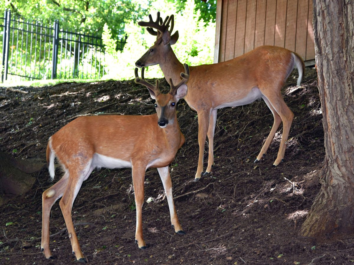 Winter deer management approved in Mt. Lebanon - The Almanac
